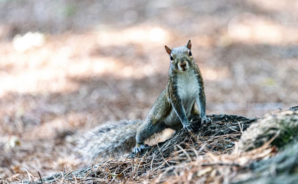 Giving Day at Ole Miss - University of Mississippi Foundation